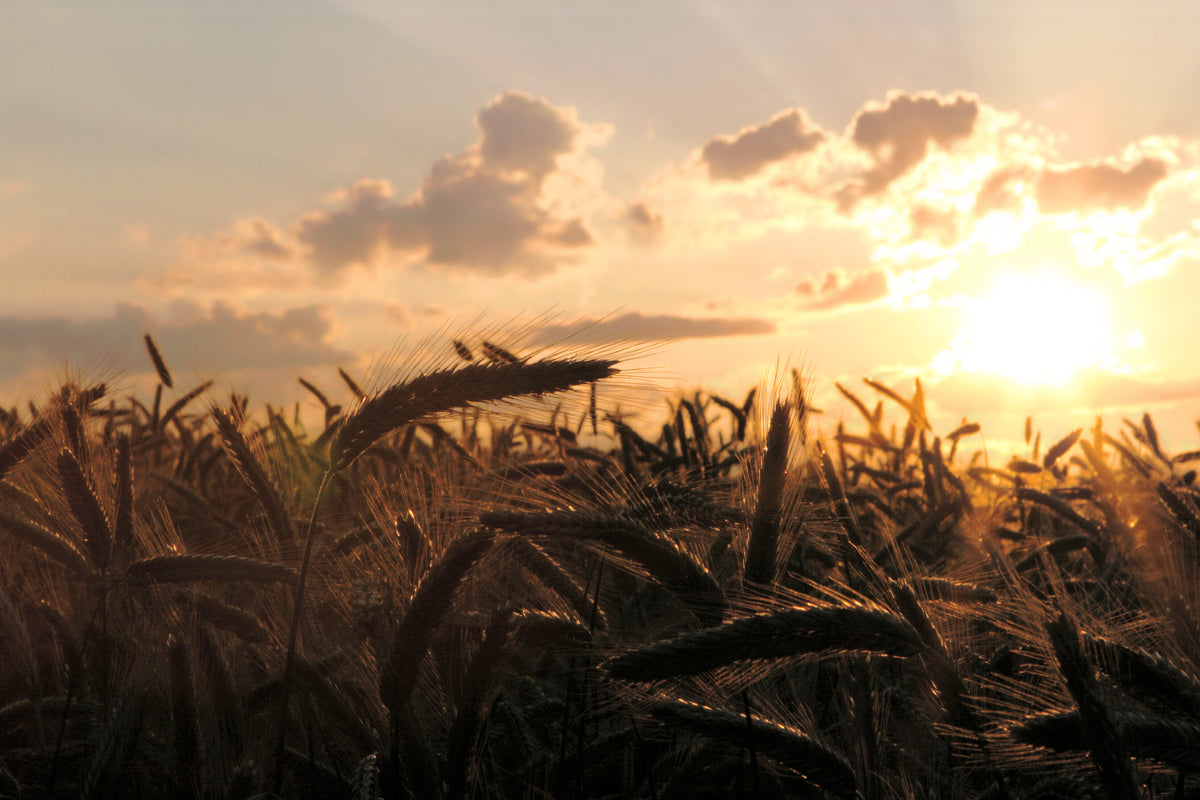 Belgrove Distillery - Rye Whisky made in Tasmania